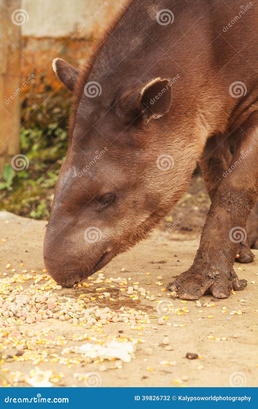Close Up of an Reddish Brown Female Tapir Stock Photo - Image of ...