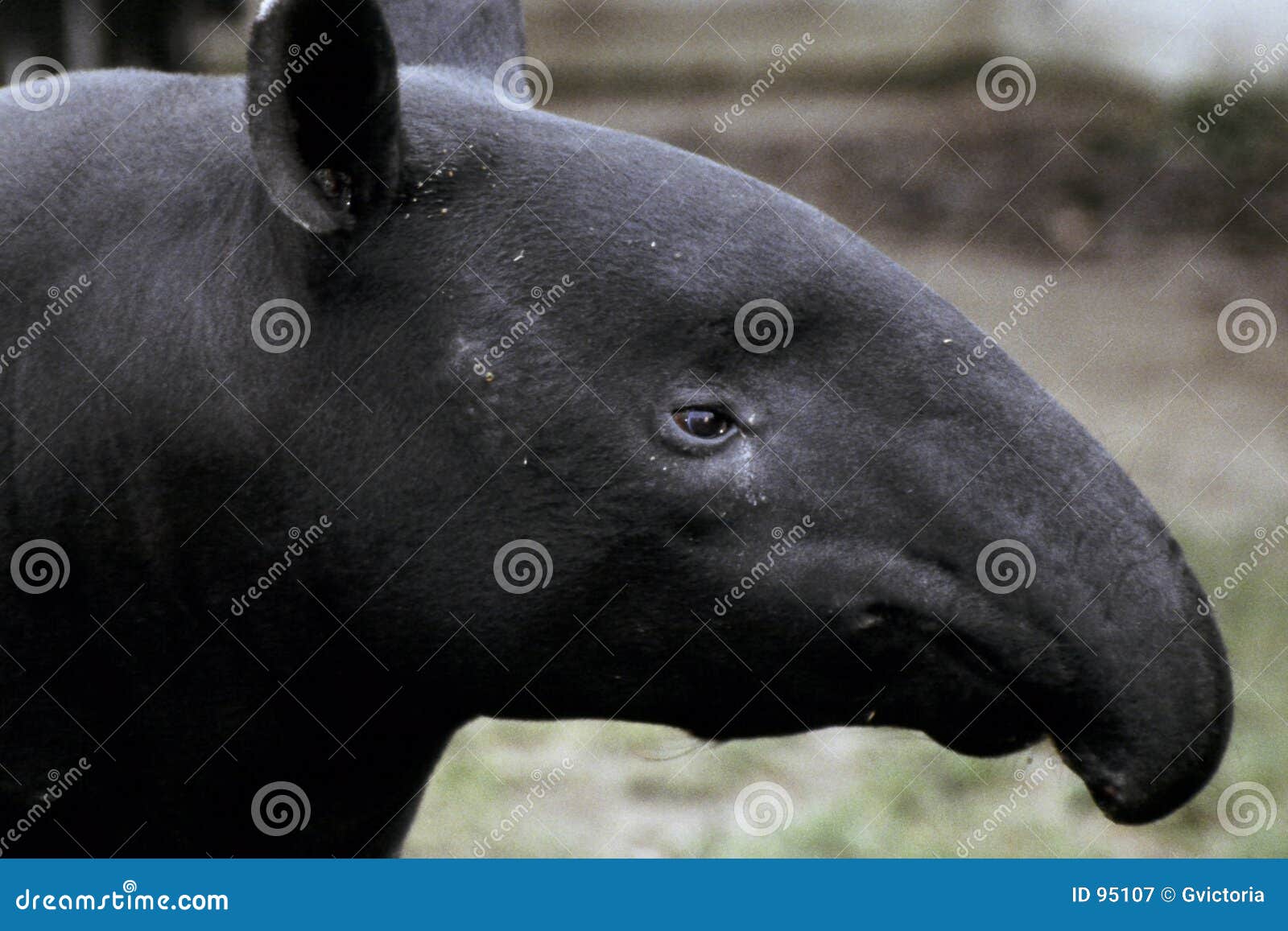 Tapir profile stock image. Image of tapirs, head, mammals - 95107