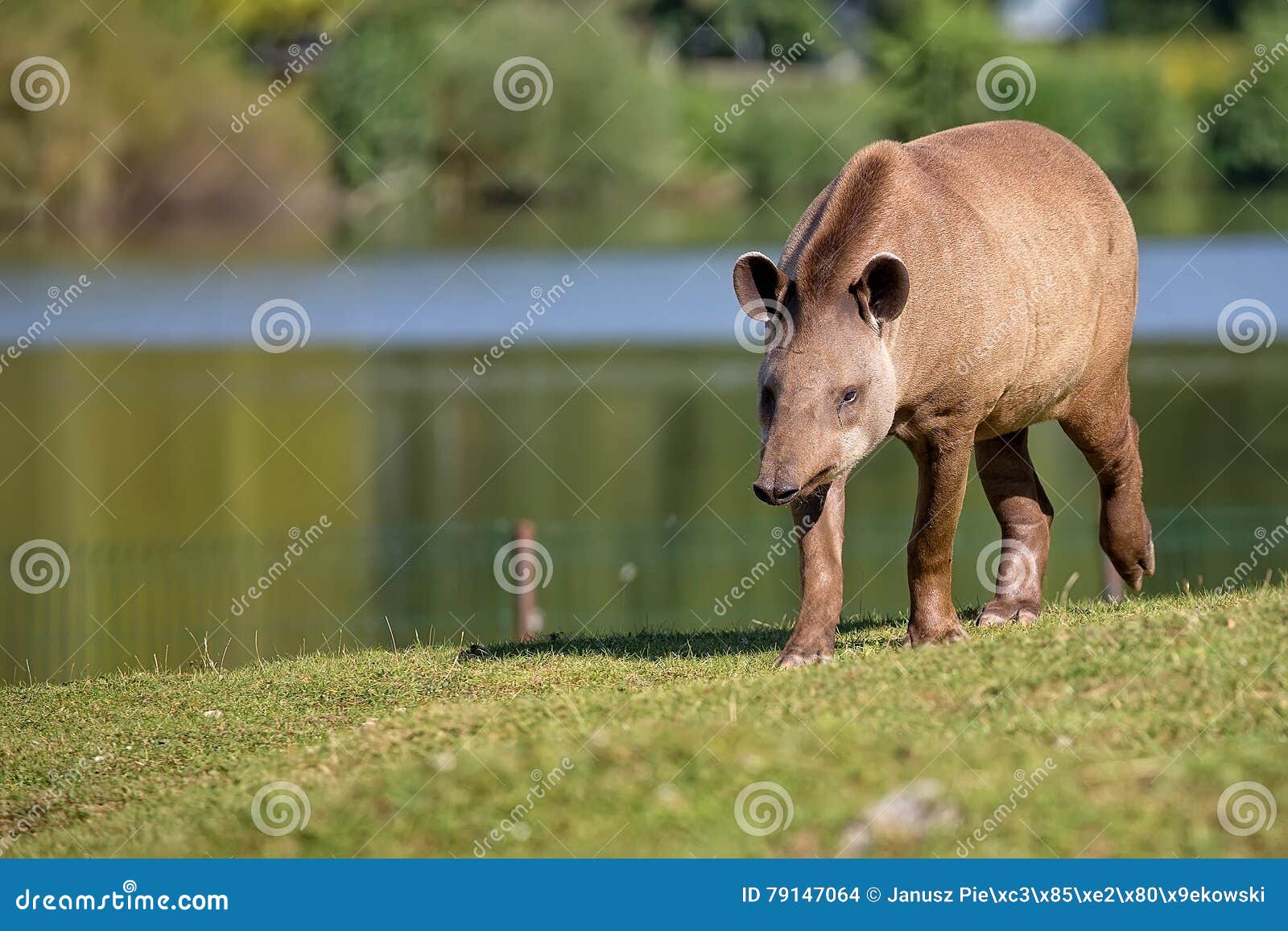 Tapir on the Run in a Clearing Stock Photo - Image of mammal, male ...