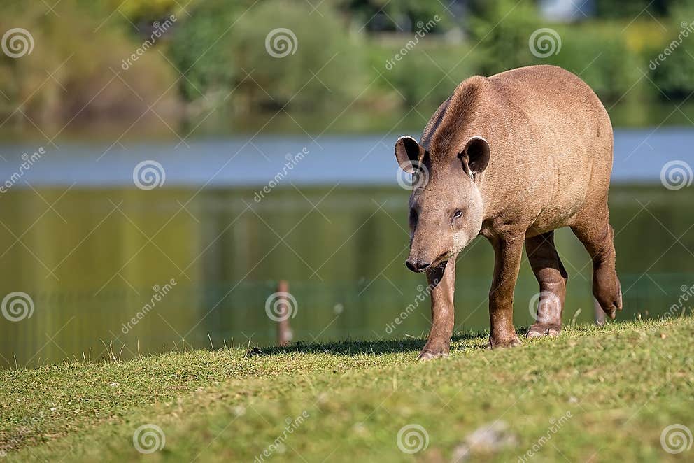 Tapir on the Run in a Clearing Stock Photo - Image of mammal, male ...