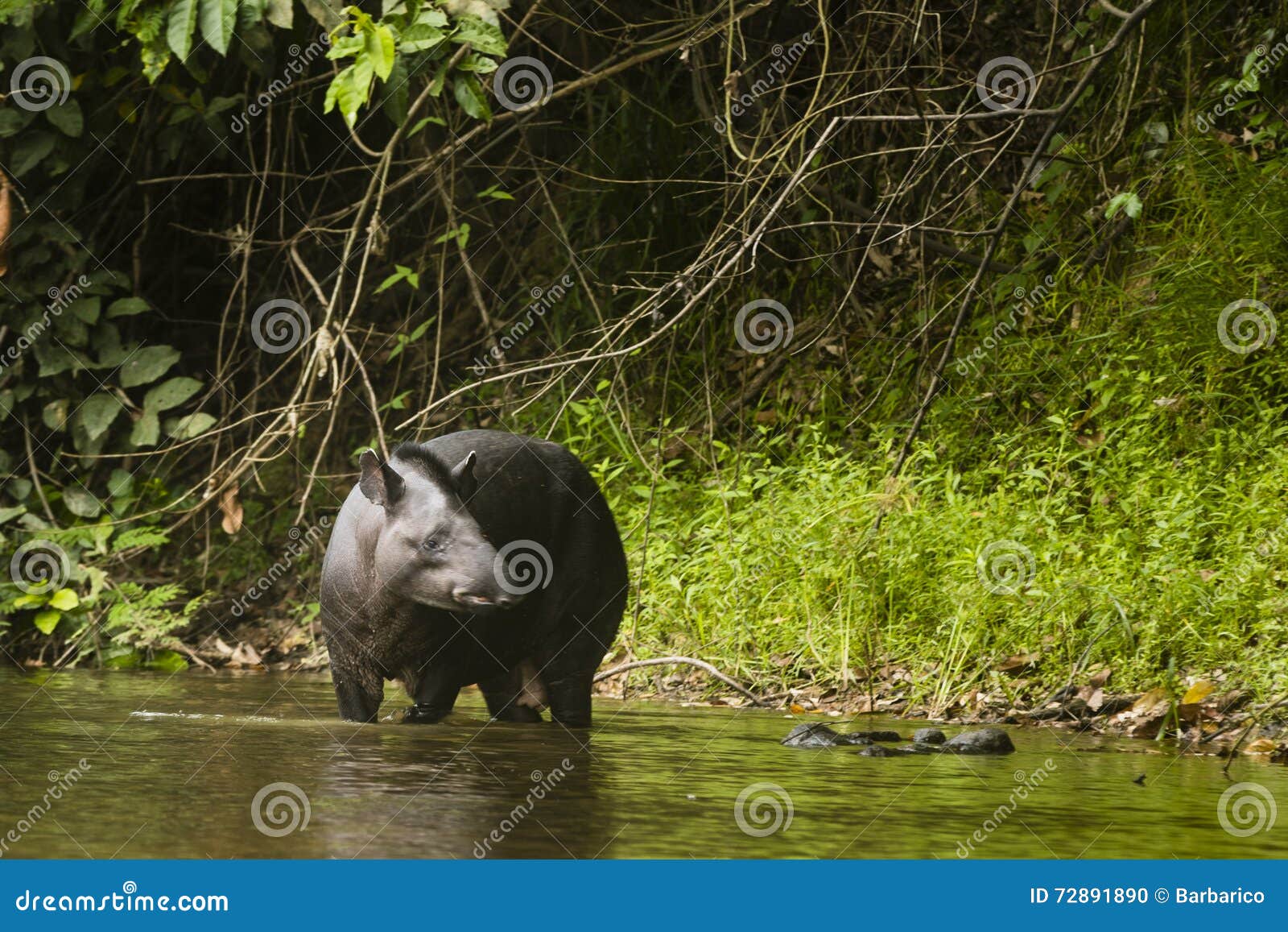 A tapir standing in water stock photo. Image of america - 72891890