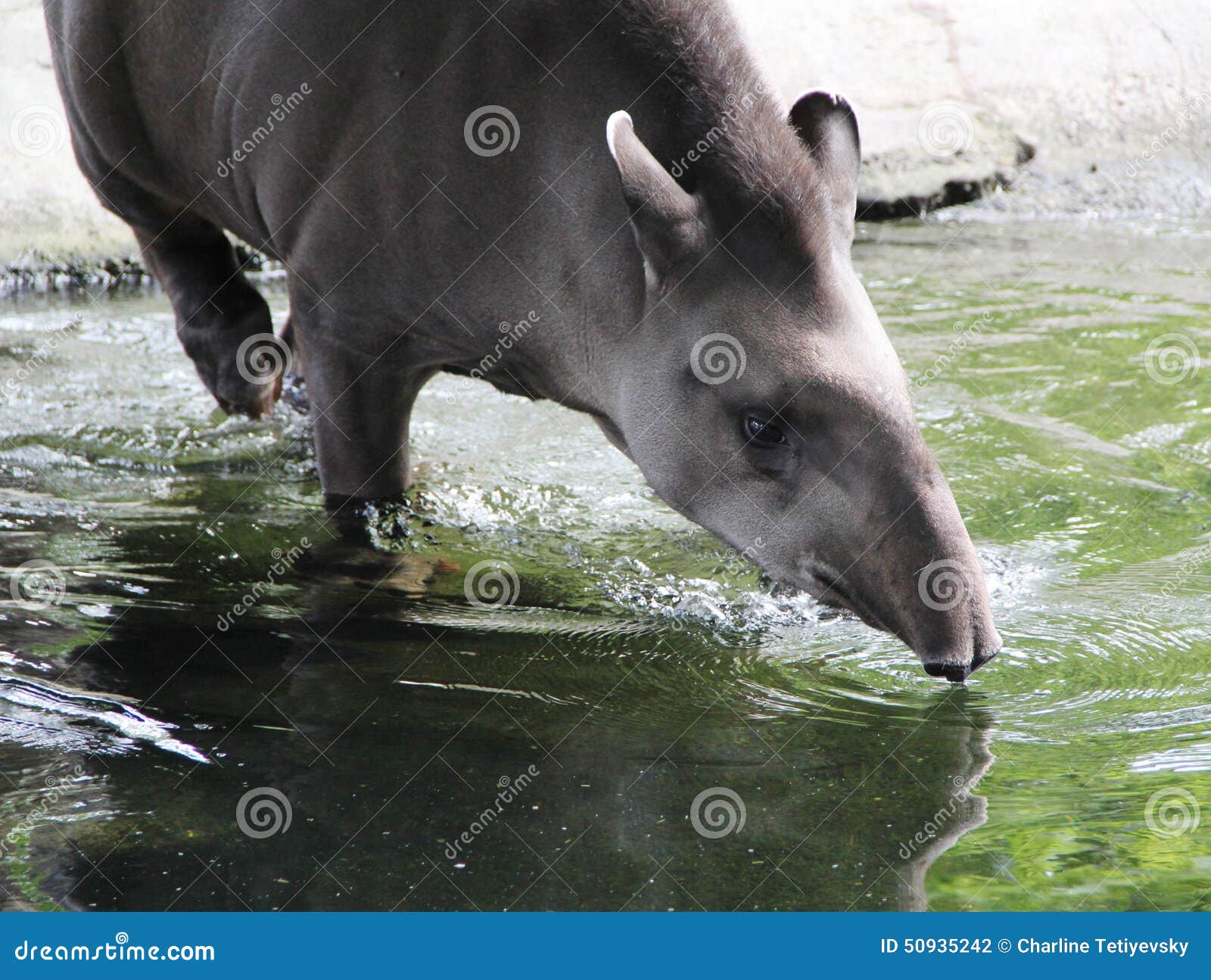 Tapir Taking a Bath stock photo. Image of tapir, water - 50935242
