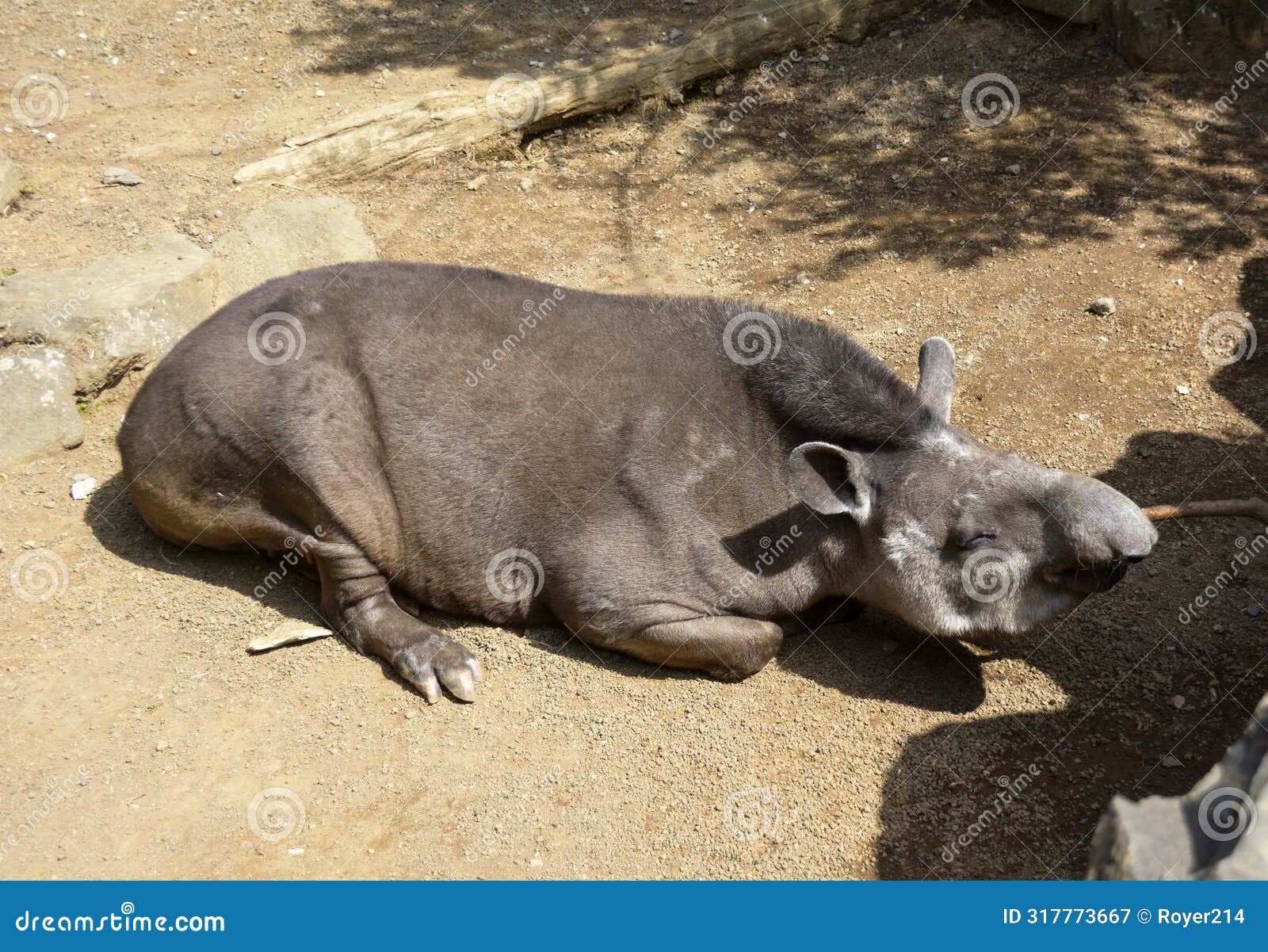 Tapir stock image. Image of slee, jungle, grey, tapir - 317773667