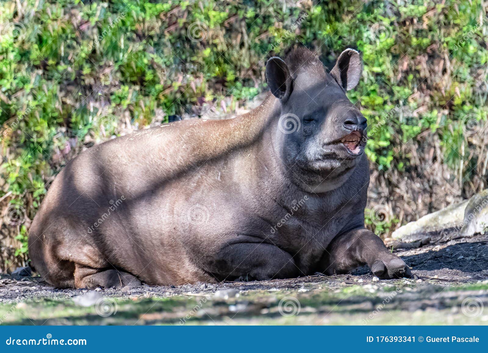 Tapir, Tapirus stock image. Image of herbivorous, brown - 176393341
