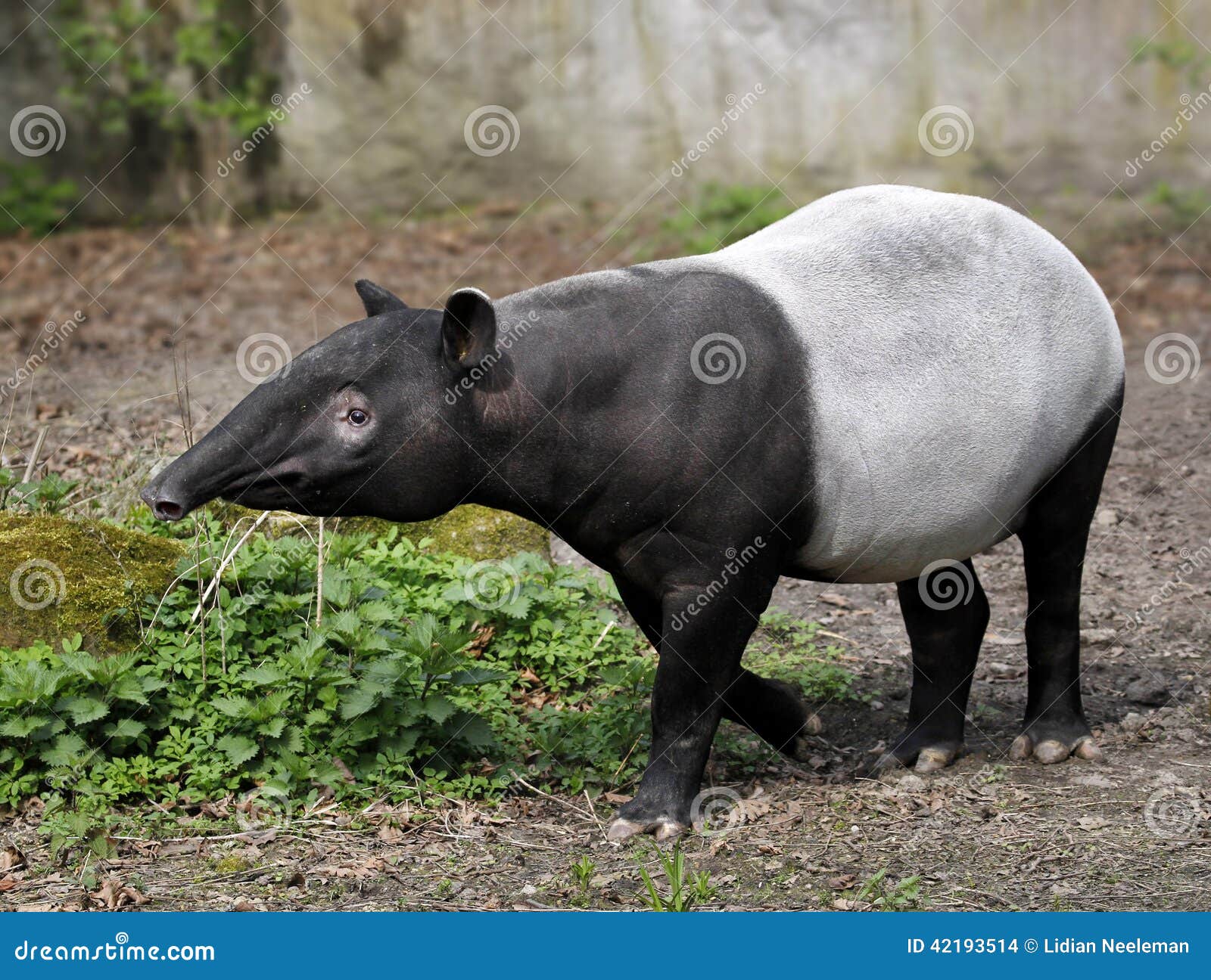 Tapir - Tapirus indicus stock photo. Image of white, tapirus - 42193514