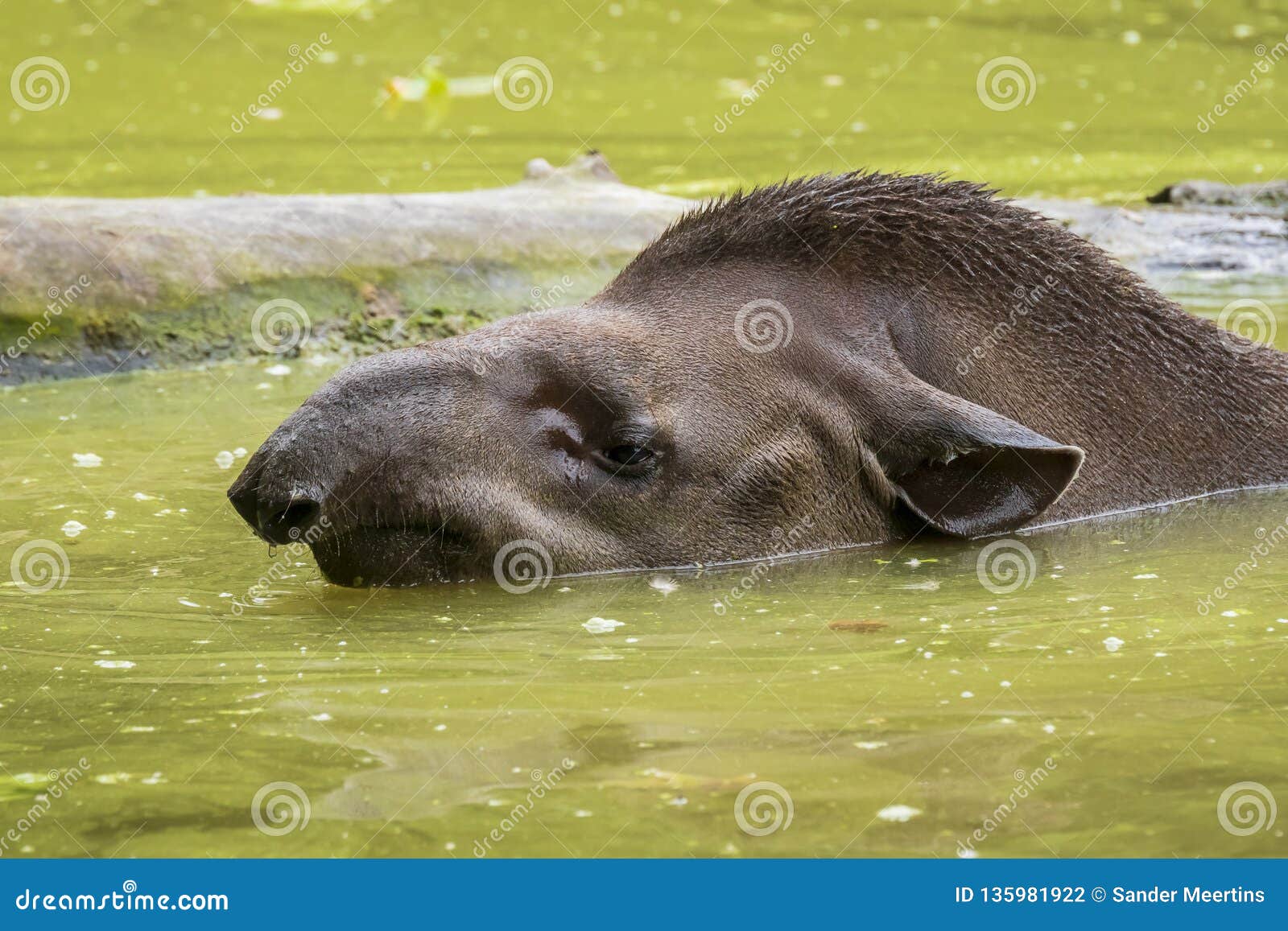 Tapir Tapirus Smiling Animal Stock Photo - Image of rainforest, close ...