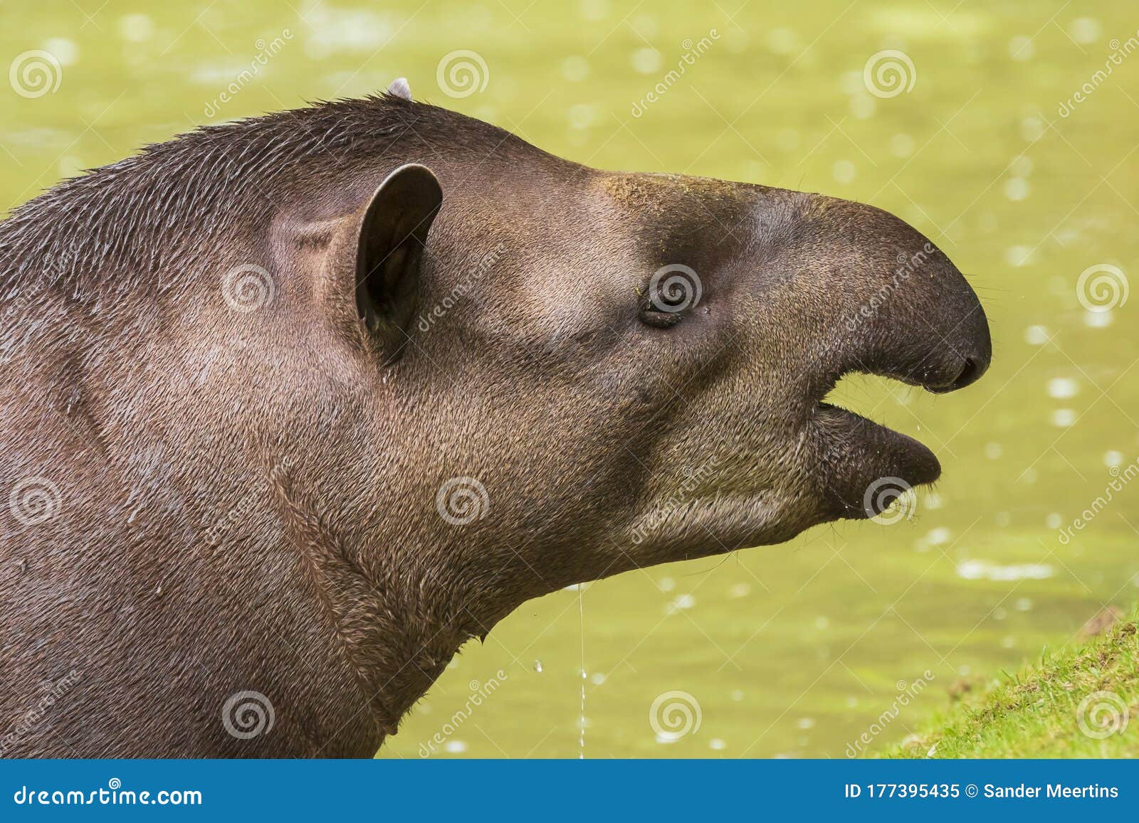 Tapir Tapirus Smiling Animal Stock Image - Image of mammal, portrait ...
