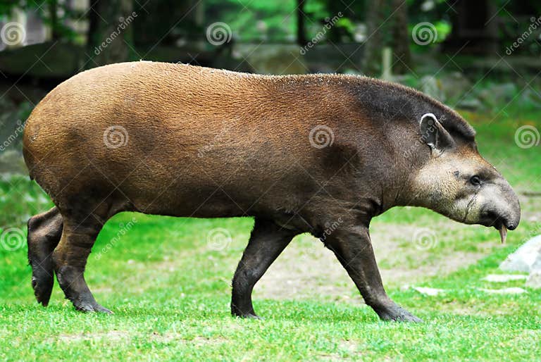 Tapir walking stock image. Image of nose, grass, foot - 2805841