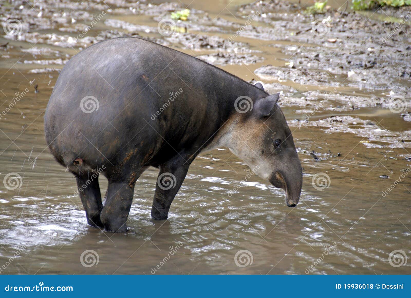 Tapir in water stock photo. Image of black, park, grass - 19936018