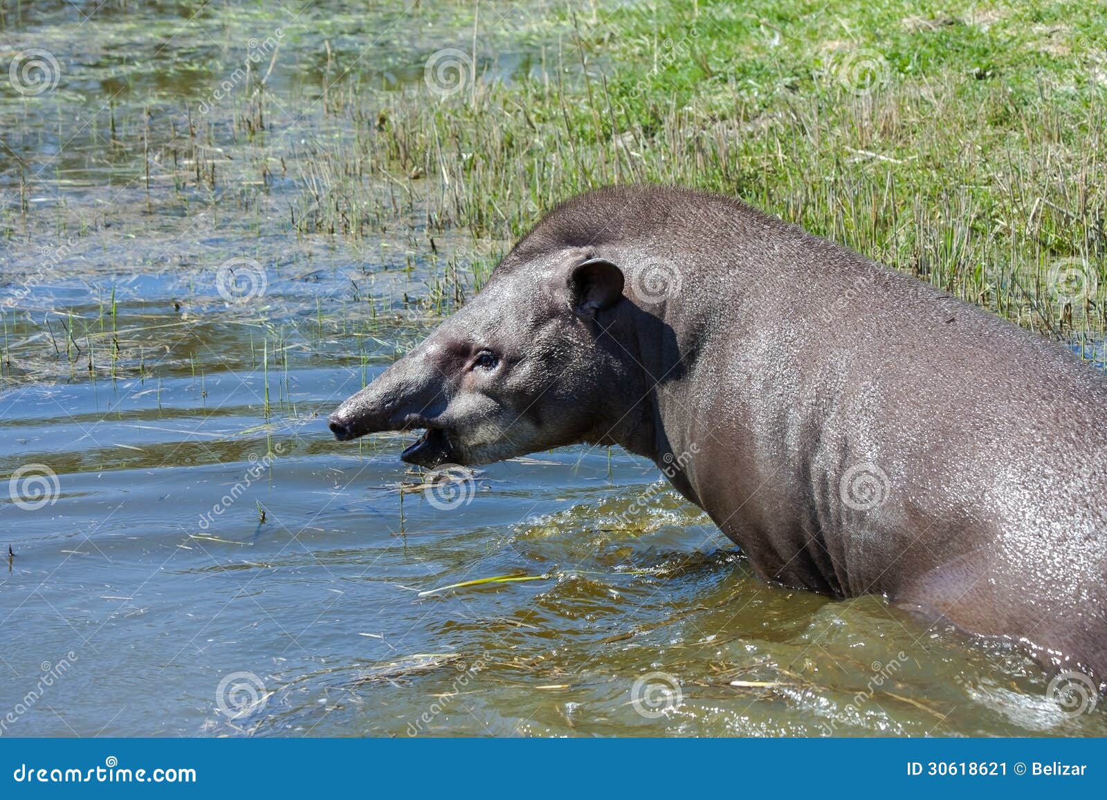 Tapir in the water stock image. Image of pond, ungulates - 30618621