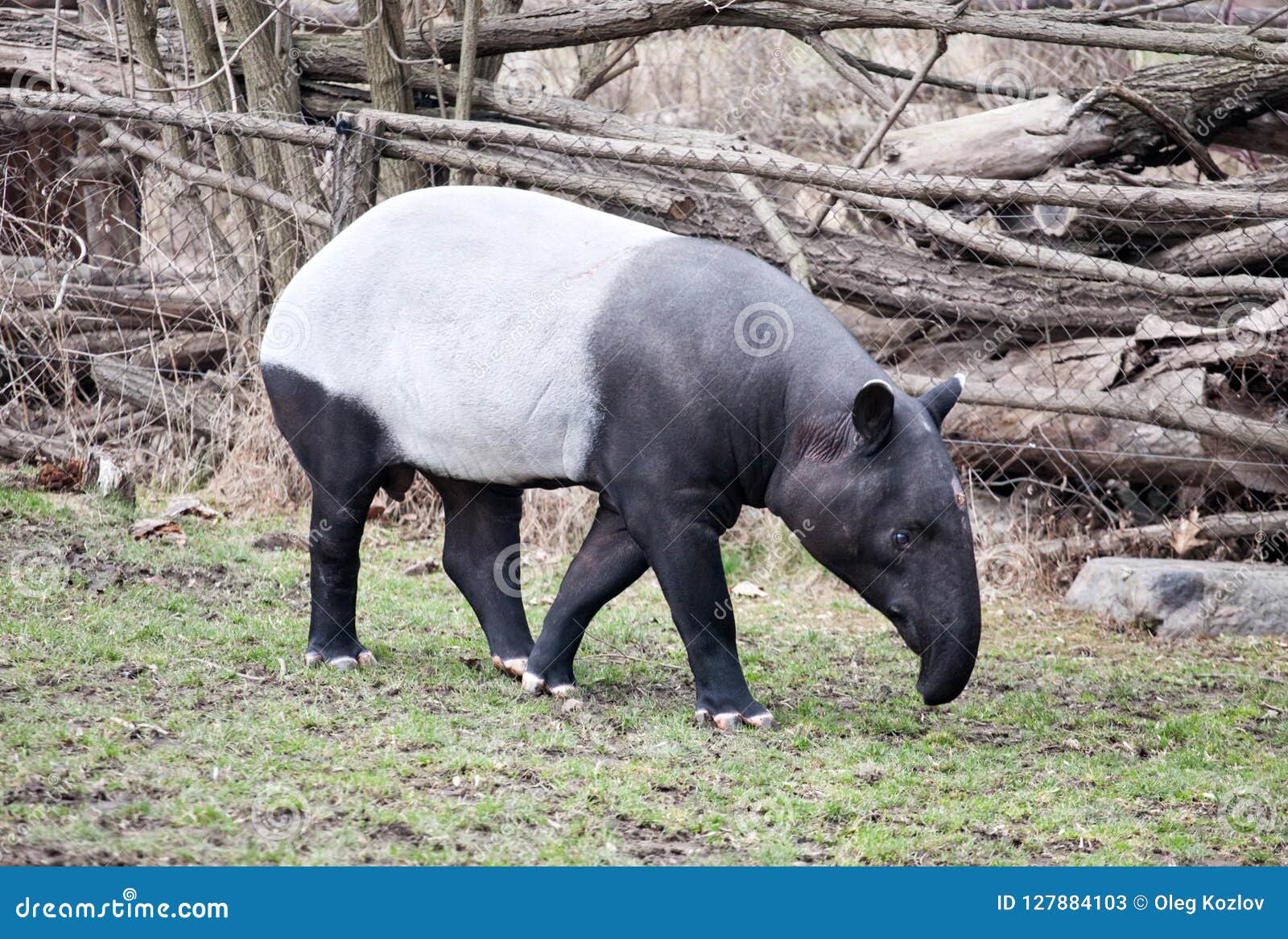 Tapir stock image. Image of side, nature, mammal, black - 127884103