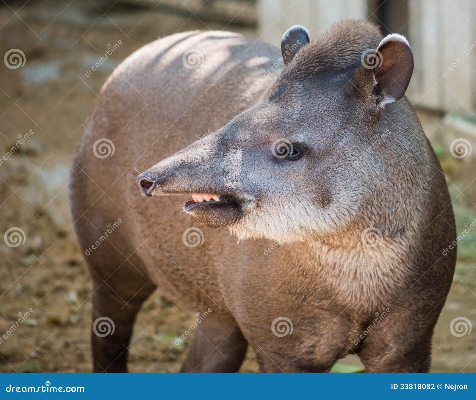 Tapir in a zoo stock photo. Image of outdoor, nose, mammal - 33818082