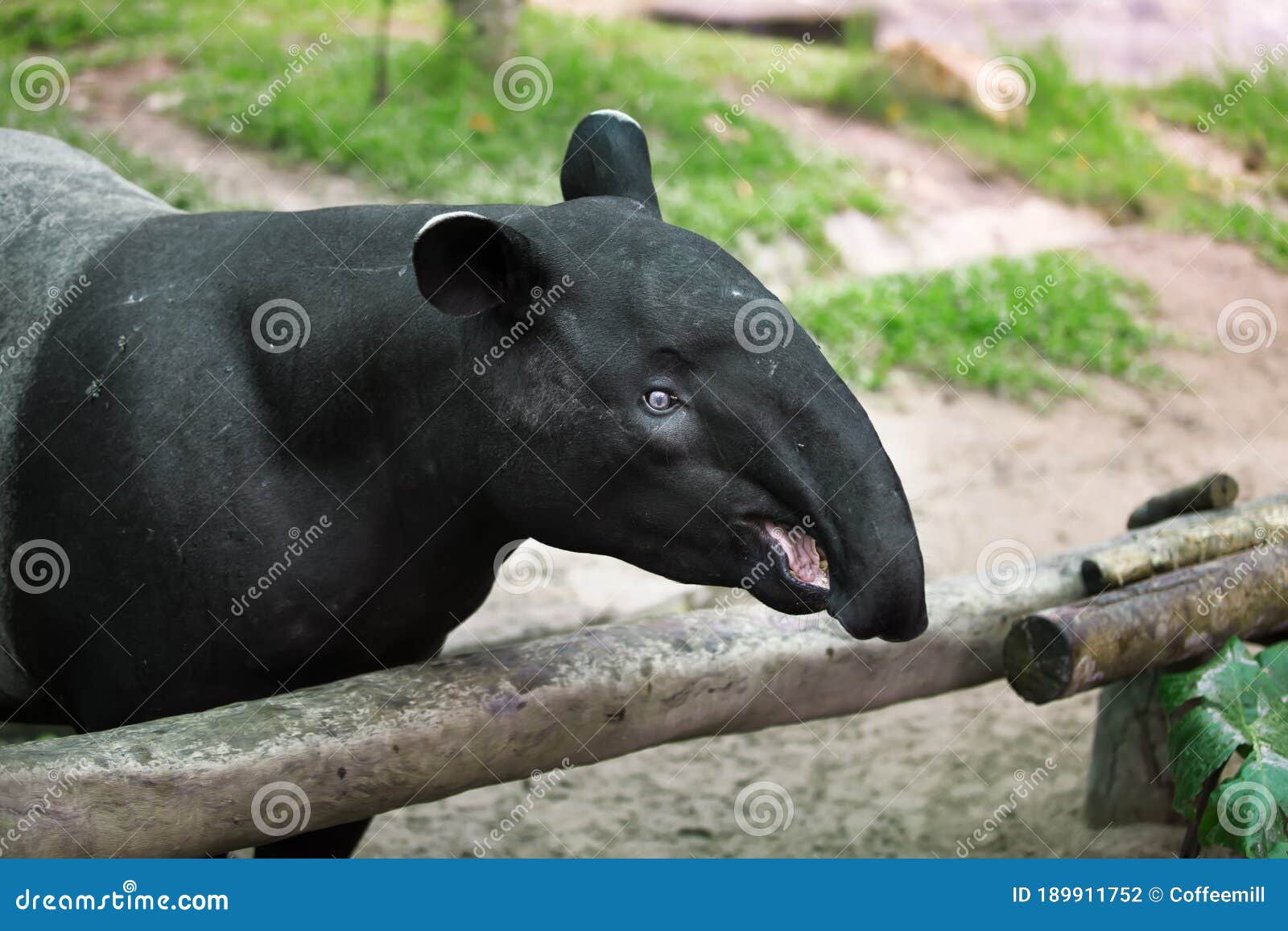 Tapir stock photo. Image of grey, asia, funny, ears - 189911752