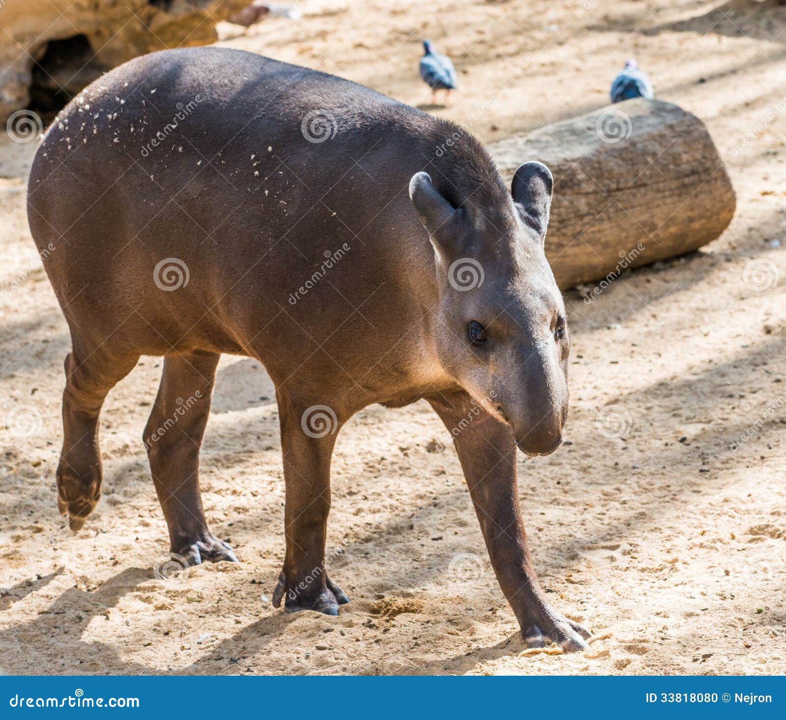 Tapir in a zoo stock photo. Image of male, brazilian - 33818080