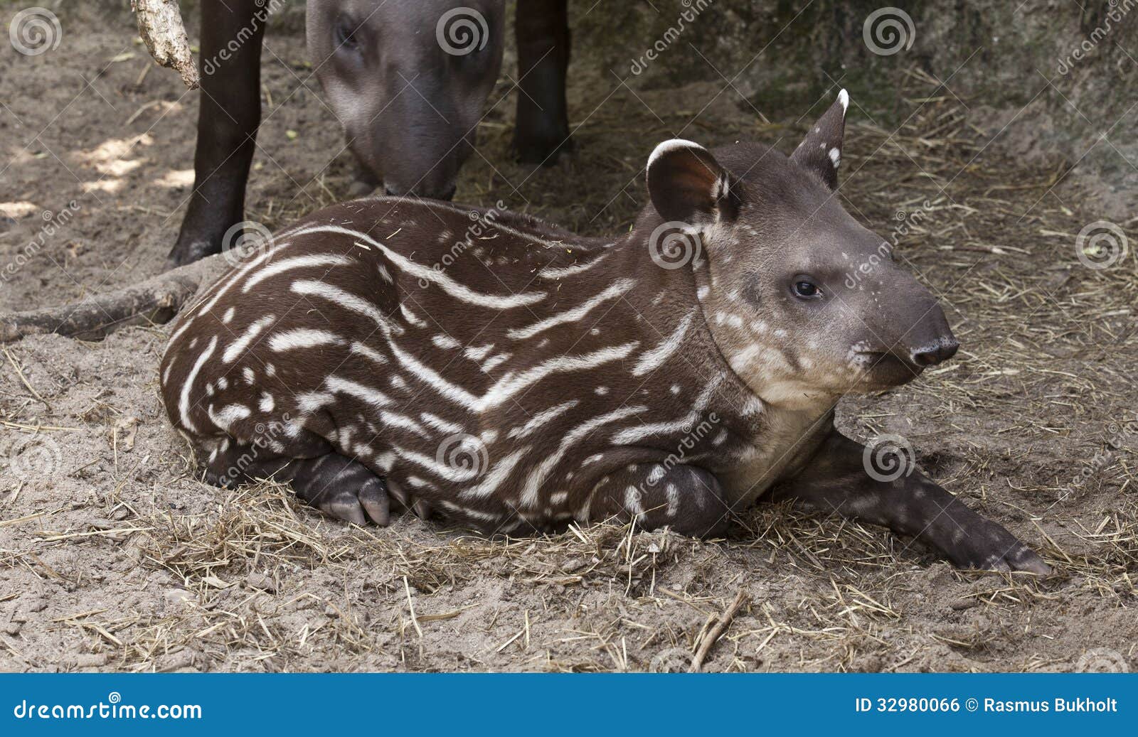 Tapira dziecko zdjęcie stock. Obraz złożonej z sadło - 32980066