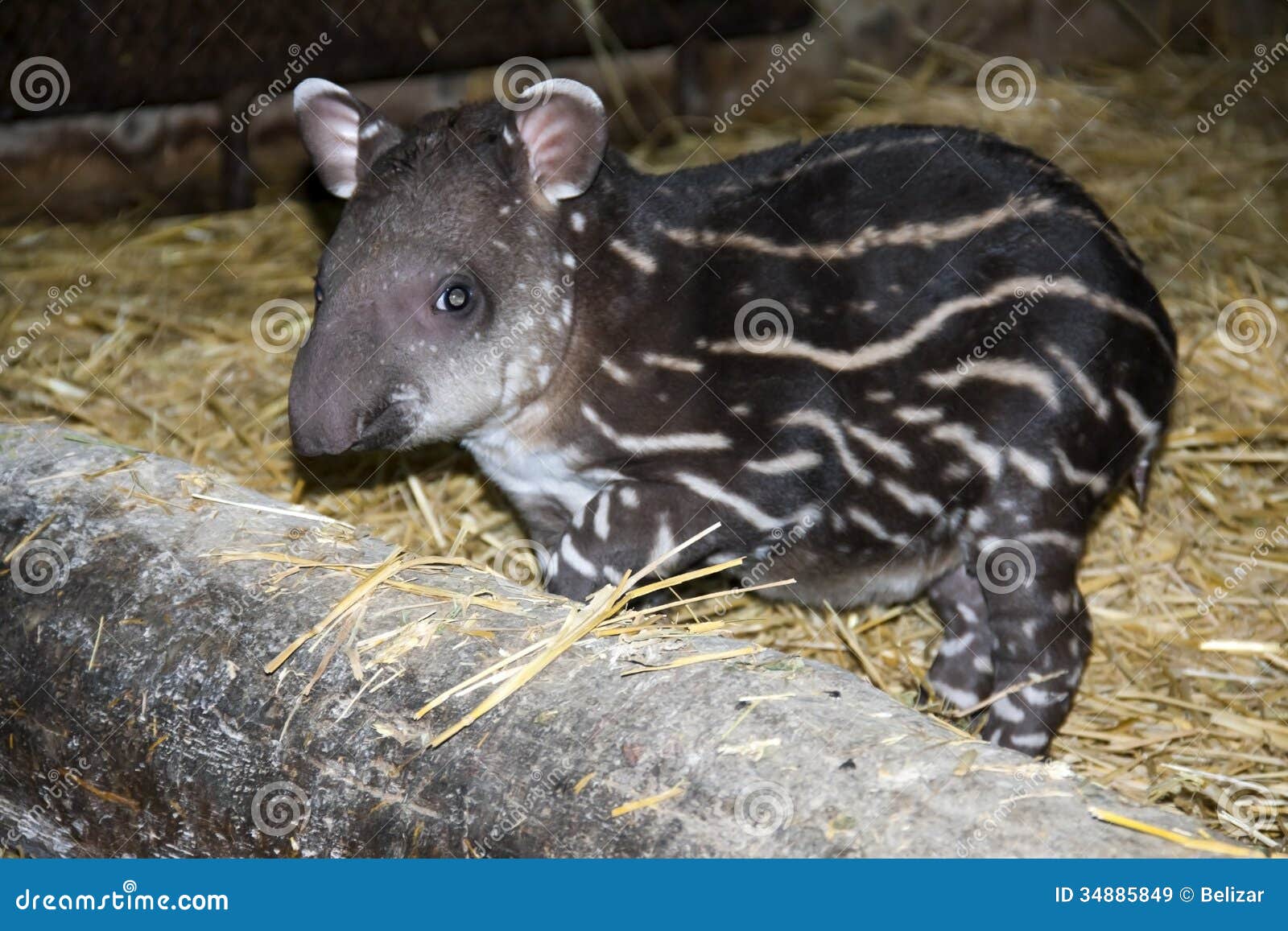 Tapira dziecko obraz stock. Obraz złożonej z amerykanin - 34885849