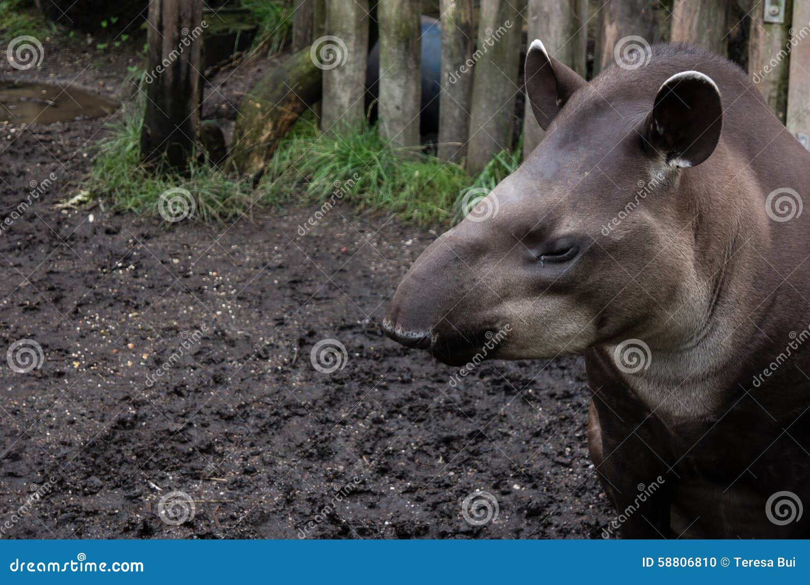 Tapire stock photo. Image of animal, tapir, wildlife - 58806810