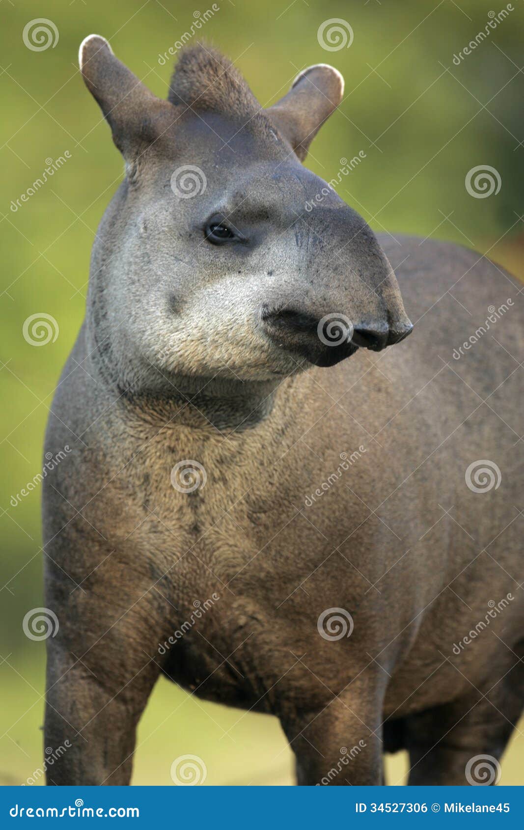 Tapiro Brasiliano, Terrestris Del Tapirus, Fotografia Stock - Immagine ...