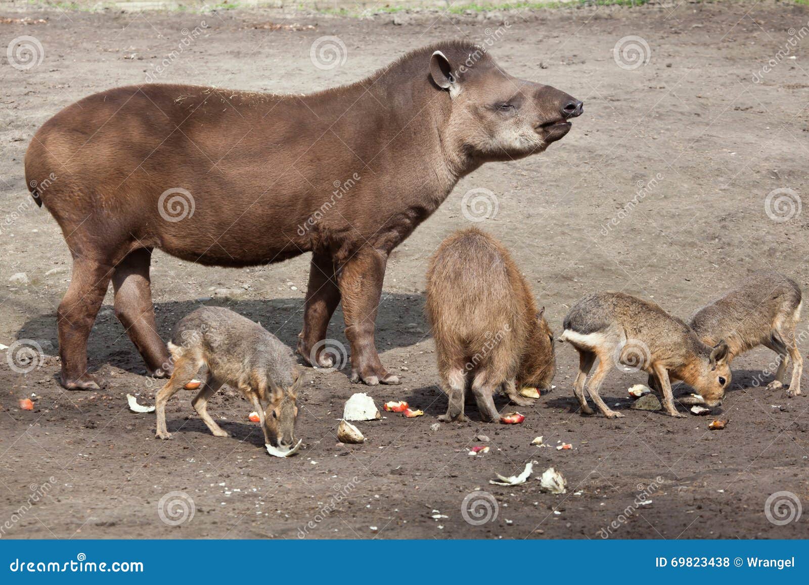 Tapiro Sudamericano (terrestris Del Tapirus) Fotografia Stock ...