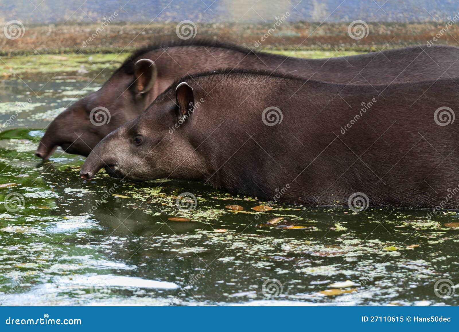 Tapirs stock image. Image of water, nature, travel, antioquia - 27110615