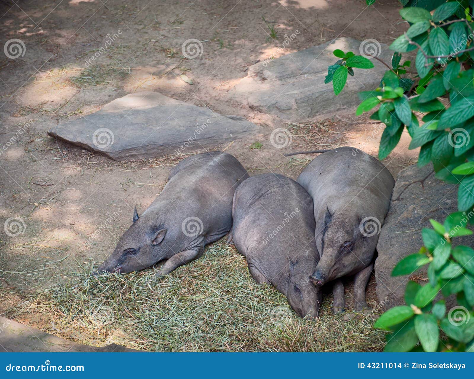Tapirs stock photo. Image of brown, wild, south, mammal - 43211014