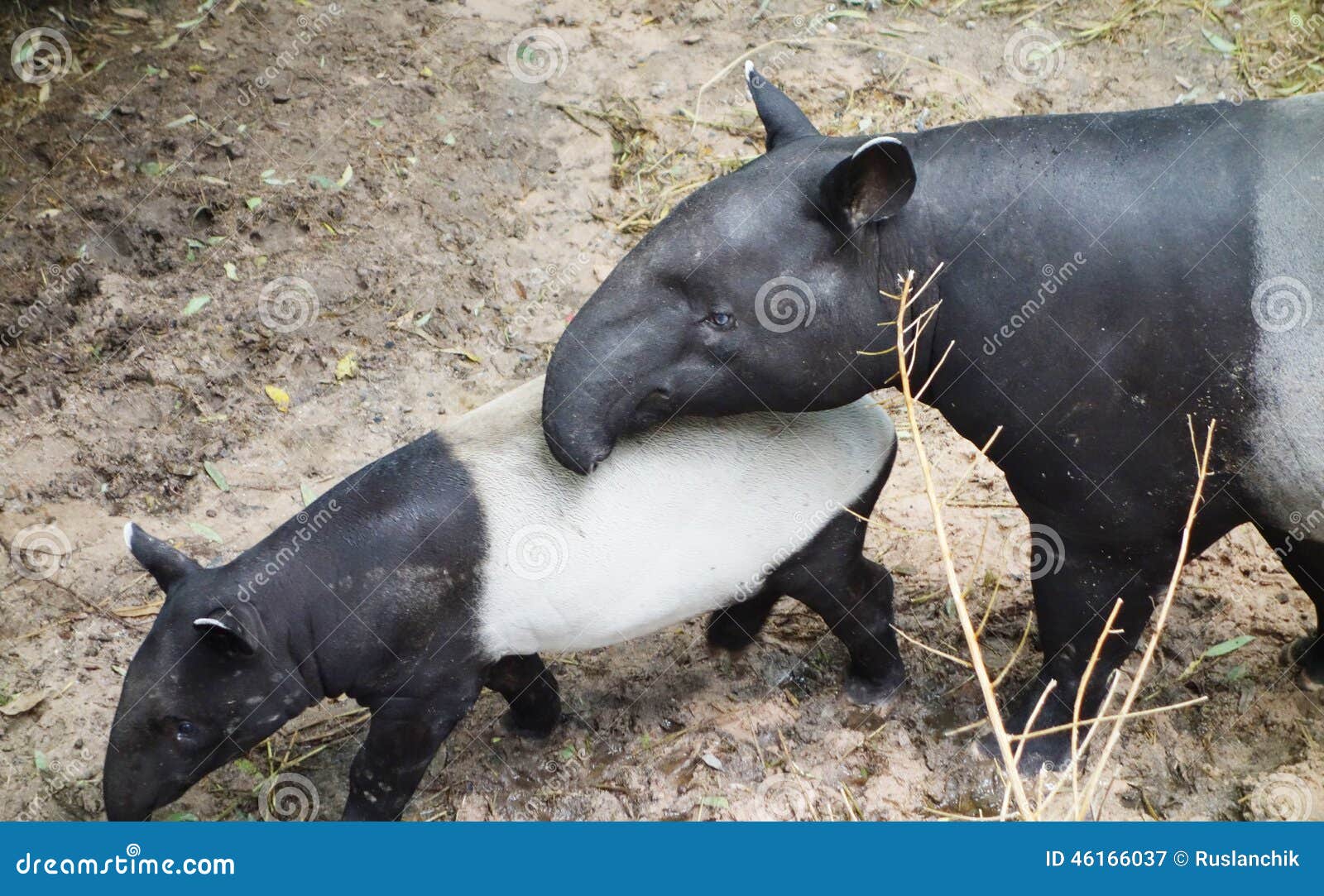 Tapirs stock image. Image of fauna, care, family, child - 46166037
