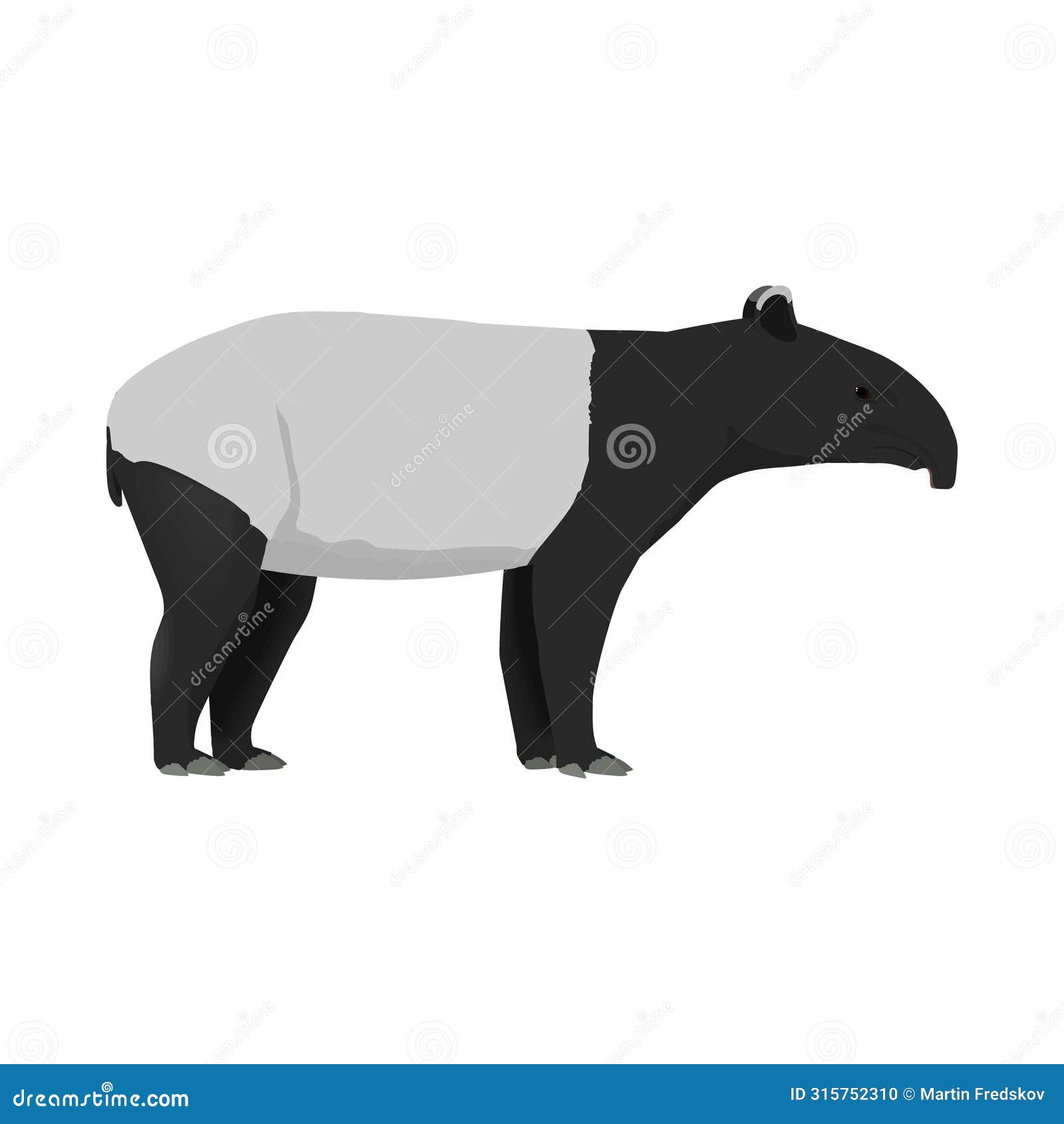 Tapirus Indicus - Malayan Tapir - Lateral View Vector Illustration ...