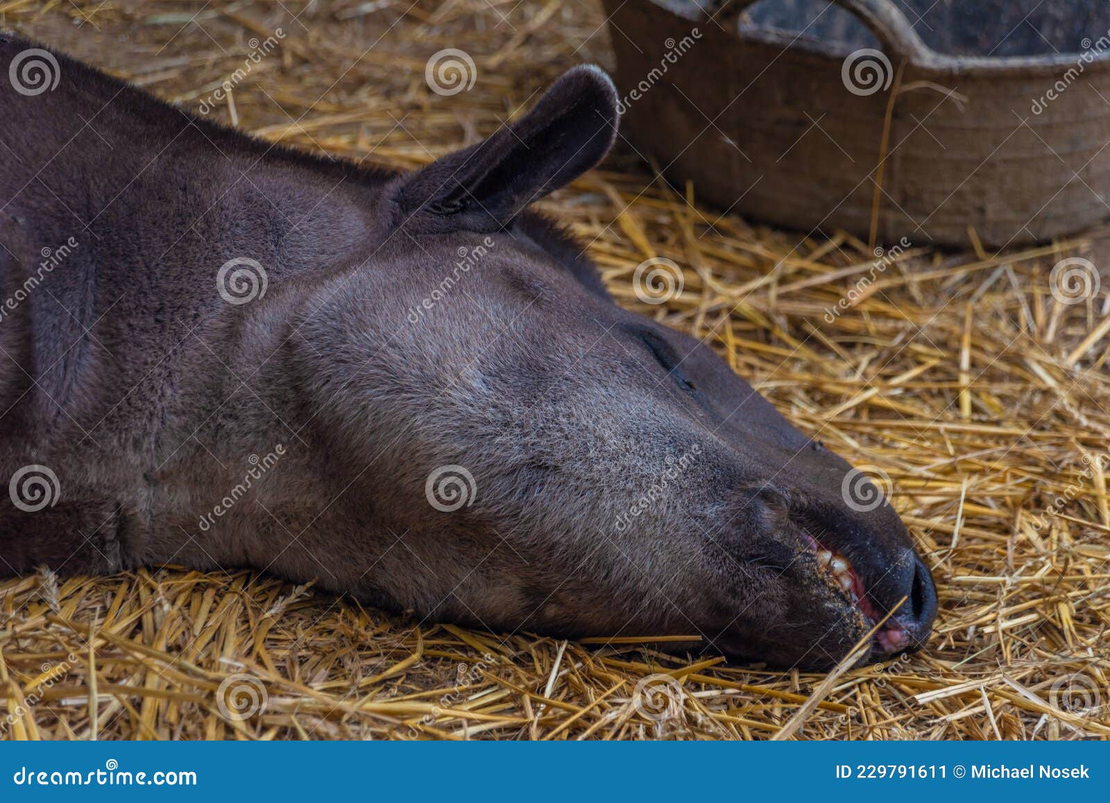 Tapirus Indicus Sleeping on Orange Hay in Summer Hot Day Stock Image ...