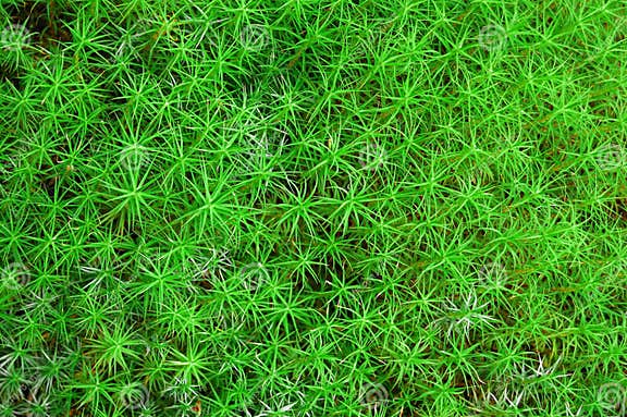 Tapis d'une herbe verte image stock. Image du graines - 12681525