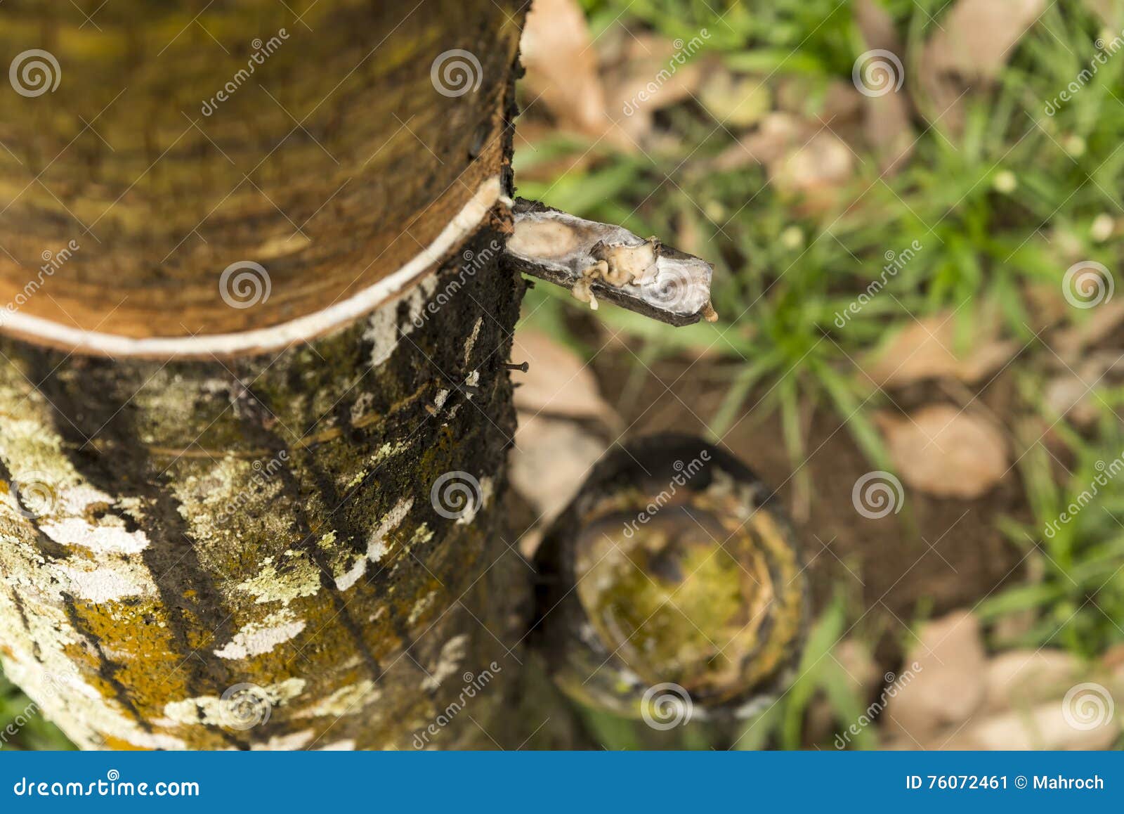 Tapped Hevea Brasiliensis Tree Collecting the Rubber Stock Image ...