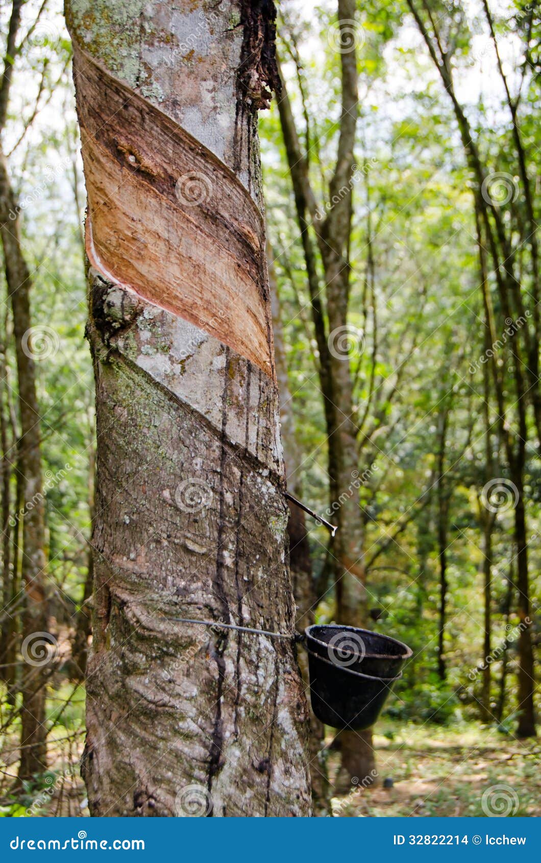 Tapped Rubber Tree, Malaysia Stock Photo - Image of growth, fresh: 32822214