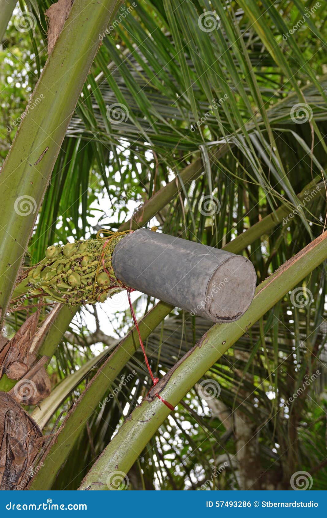 Tapping Coconut Tree Flower Blossoms for the Sap by Using Container To ...