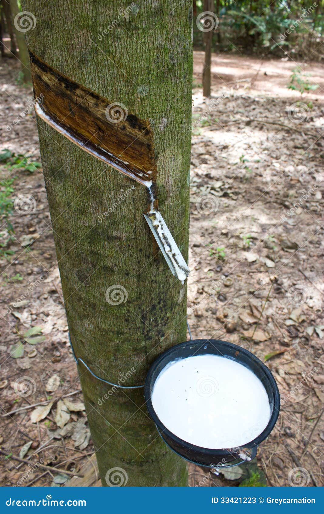 Tapping Latex Dripping To Black Plastic Cup From Rubber Tree Isolated ...