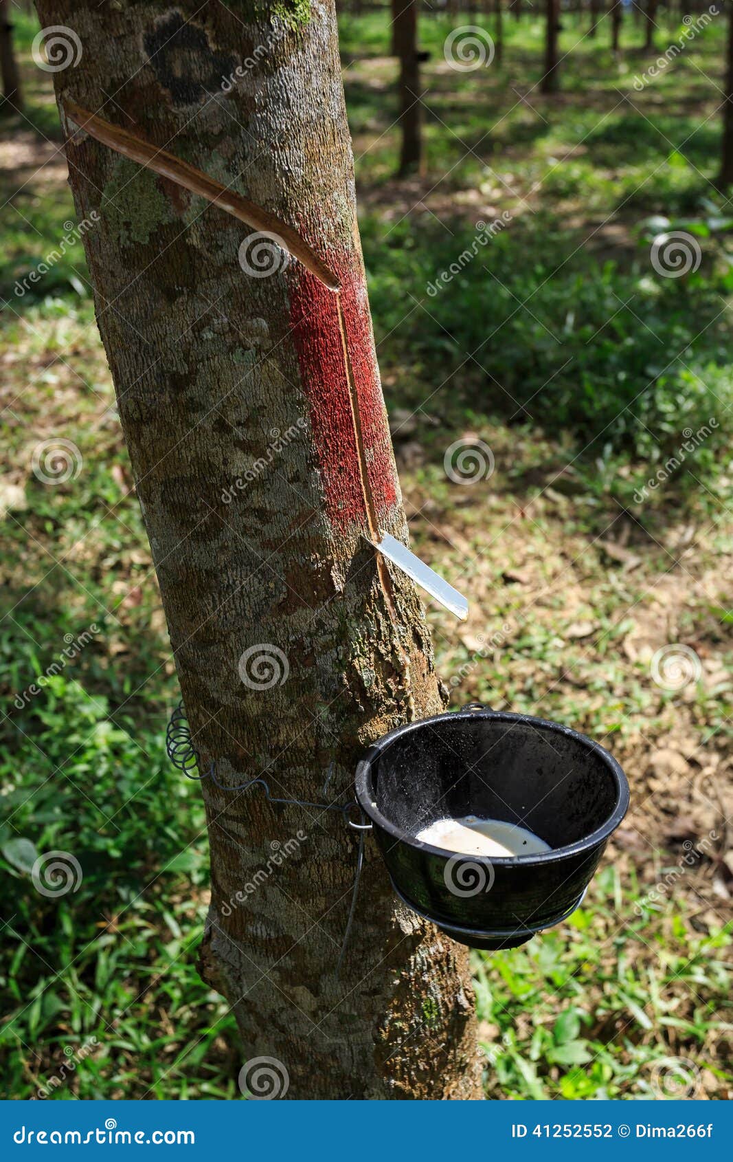 Tapping Latex from a Rubber Tree Stock Photo - Image of trunk, material ...