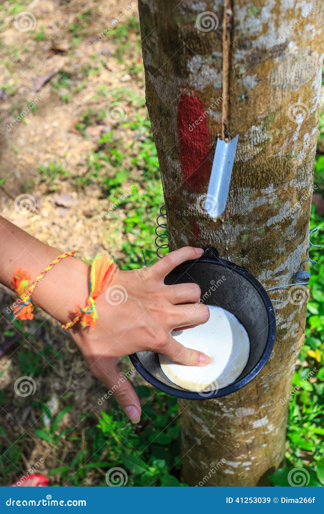 Tapping Latex Dripping To Black Plastic Cup From Rubber Tree Isolated ...