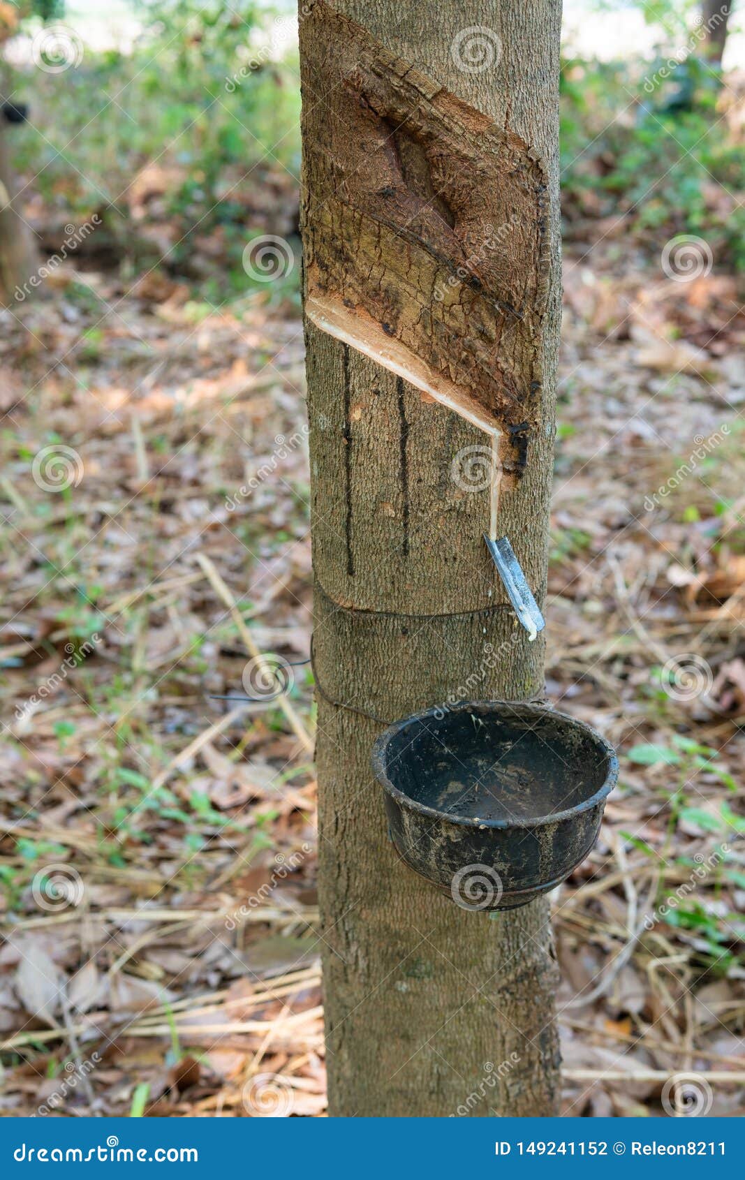 Tapping latex rubber tree stock photo. Image of lush - 149241152