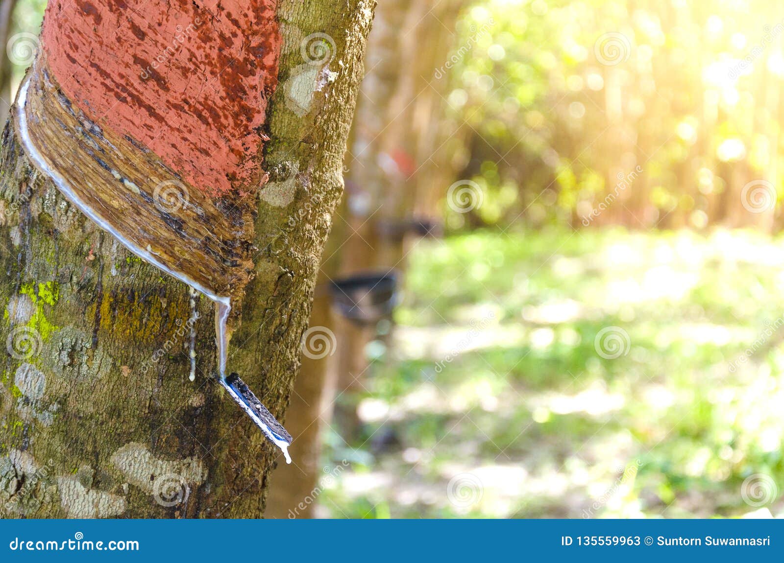 Tapping Latex Rubber Tree, Rubber Latex Extracted from Rubber Tree ...