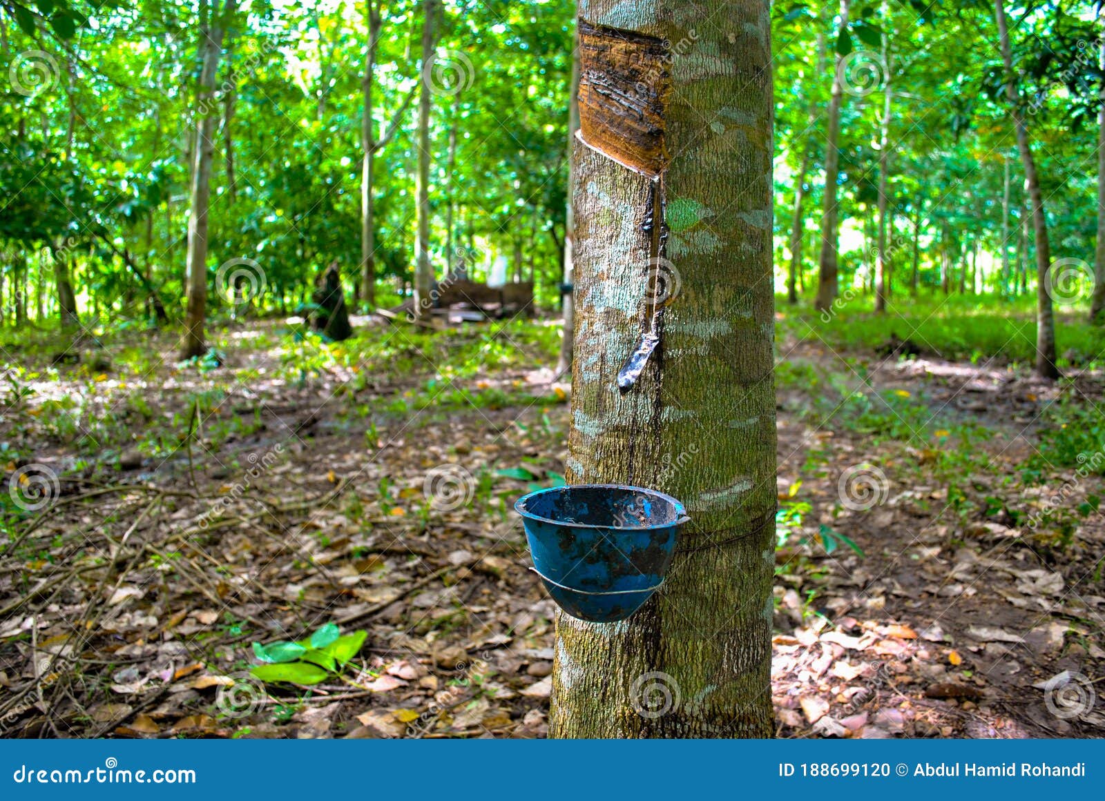Tapping Latex from a Rubber Tree Stock Photo - Image of closeup, liquid ...