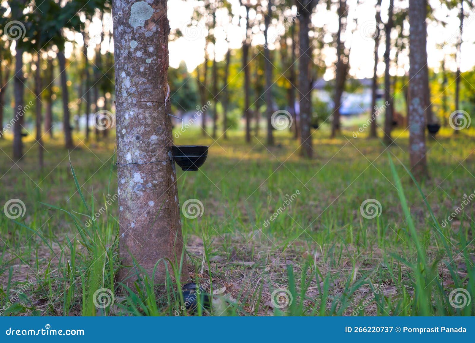 Tapping Latex Rubber Tree, Rubber Latex Extracted from Rubber Tree ...