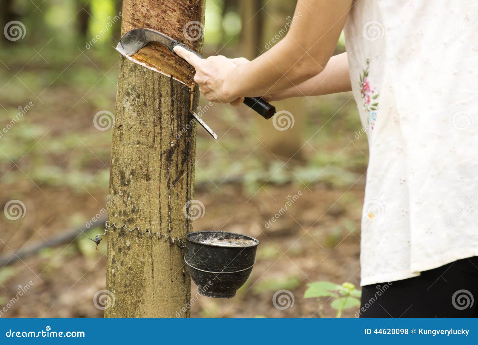 Tapping Latex from the Rubber Tree Stock Photo - Image of forest ...