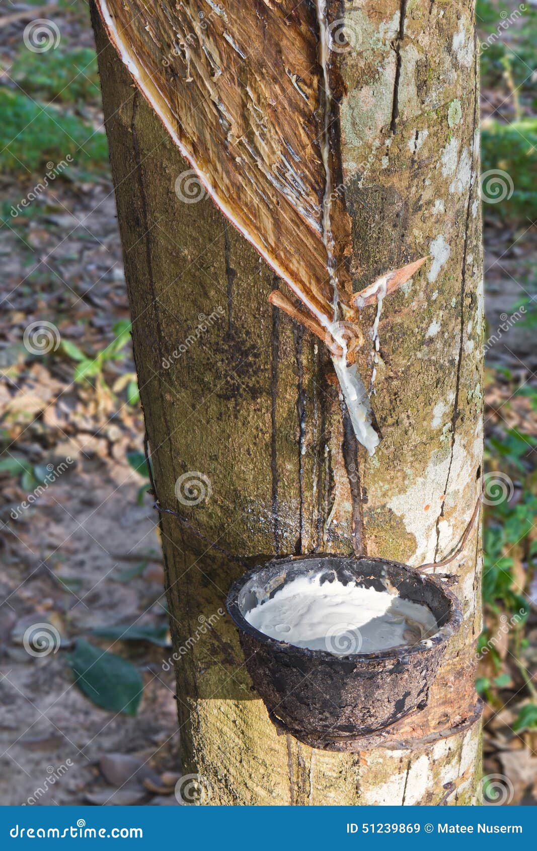 Tapping Latex Rubber Tree, Rubber Latex Extracted From Rubber Tree ...