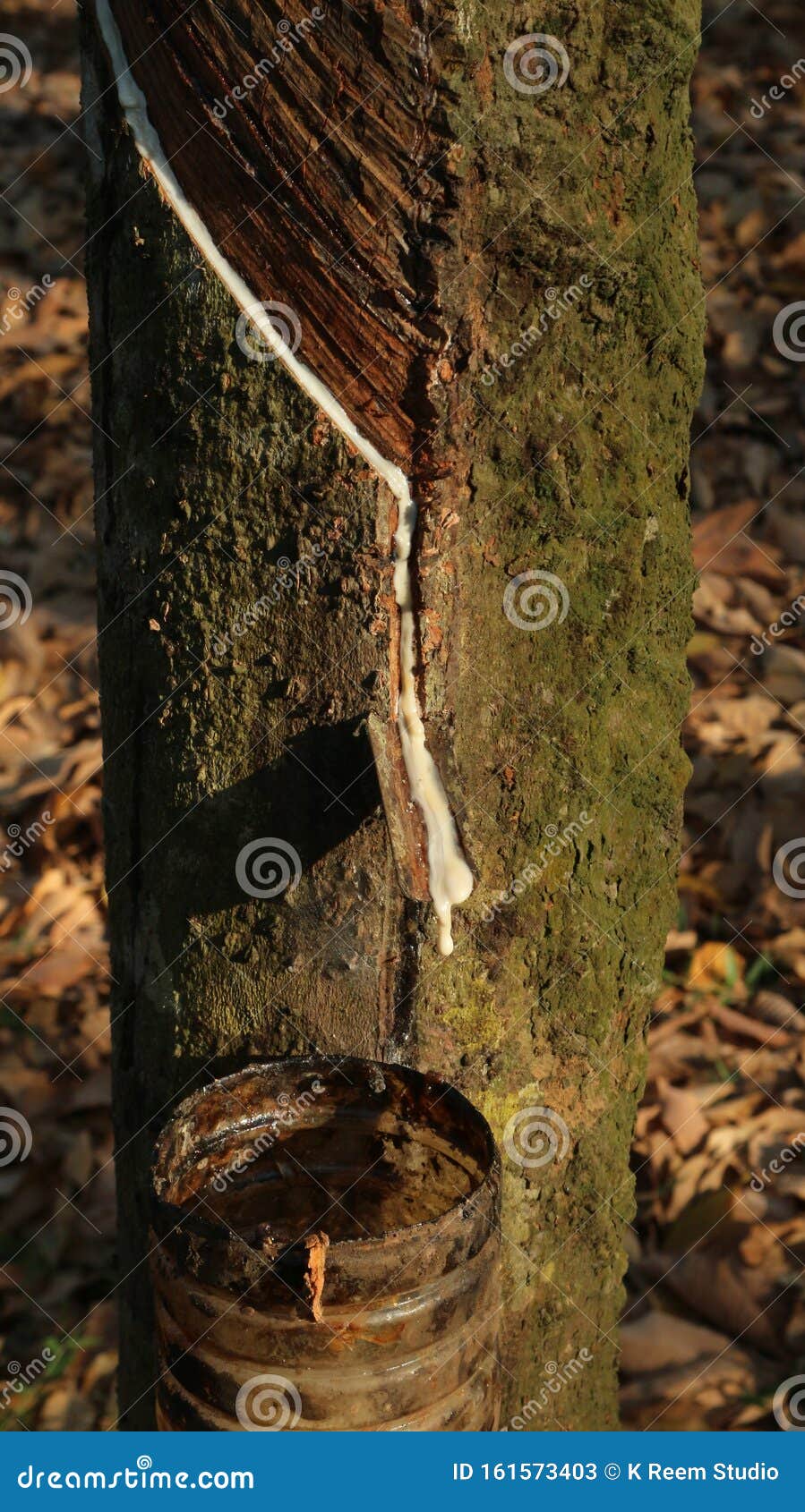 Tapping Latex from Rubber Trees, Blurred Background Stock Image - Image ...