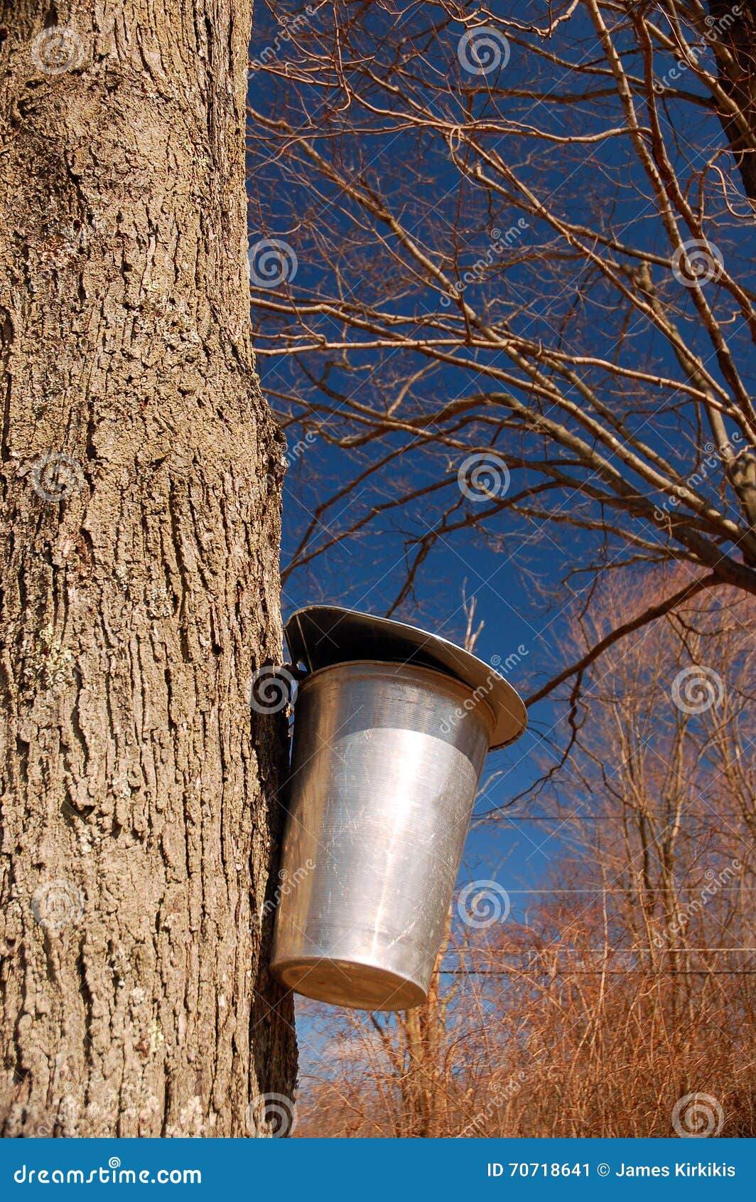 Tapping the Maple Tree stock image. Image of american - 70718641
