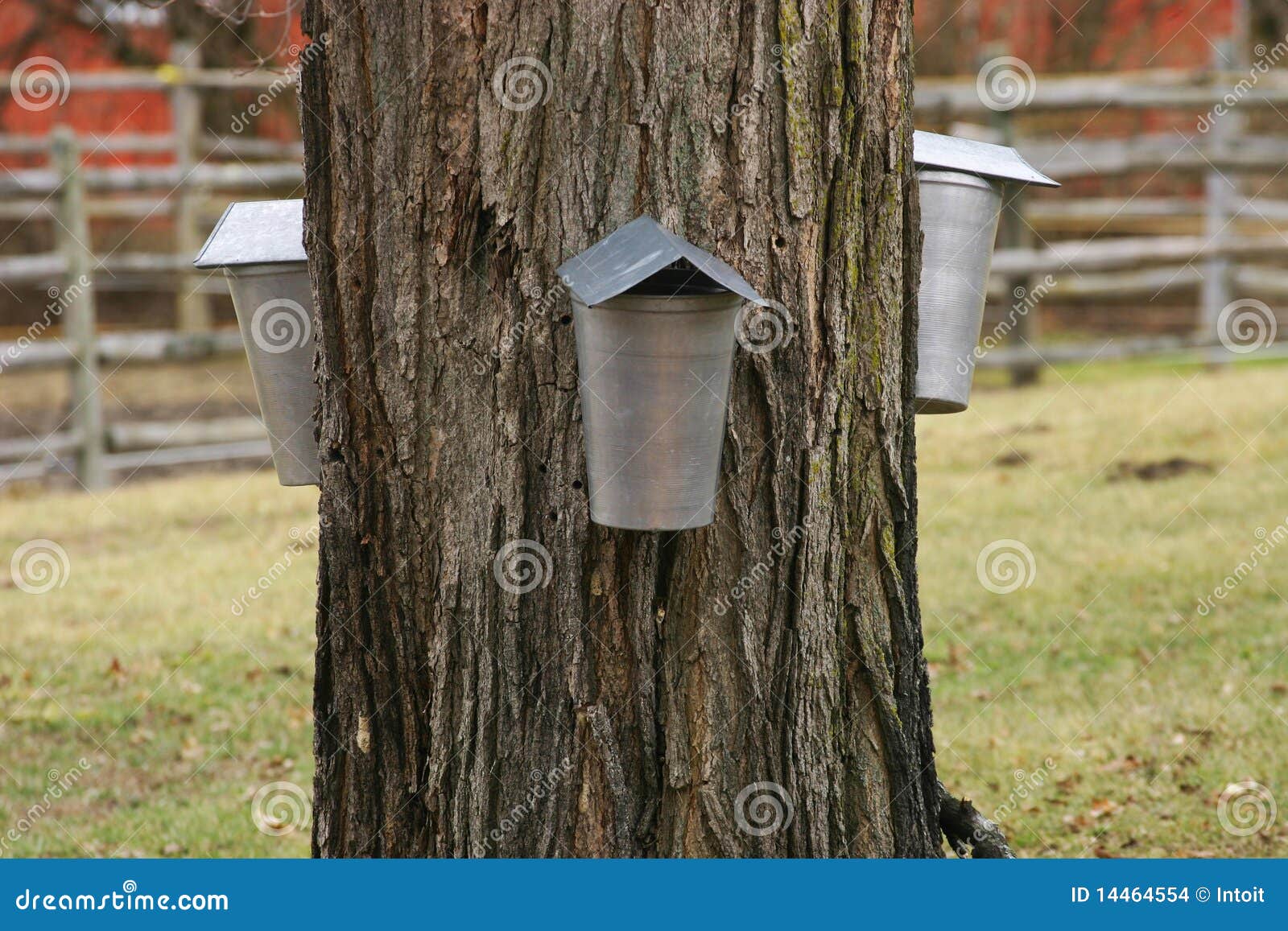 Tapping Maple Tree for Syrup Stock Photo - Image of breakfast, maple ...