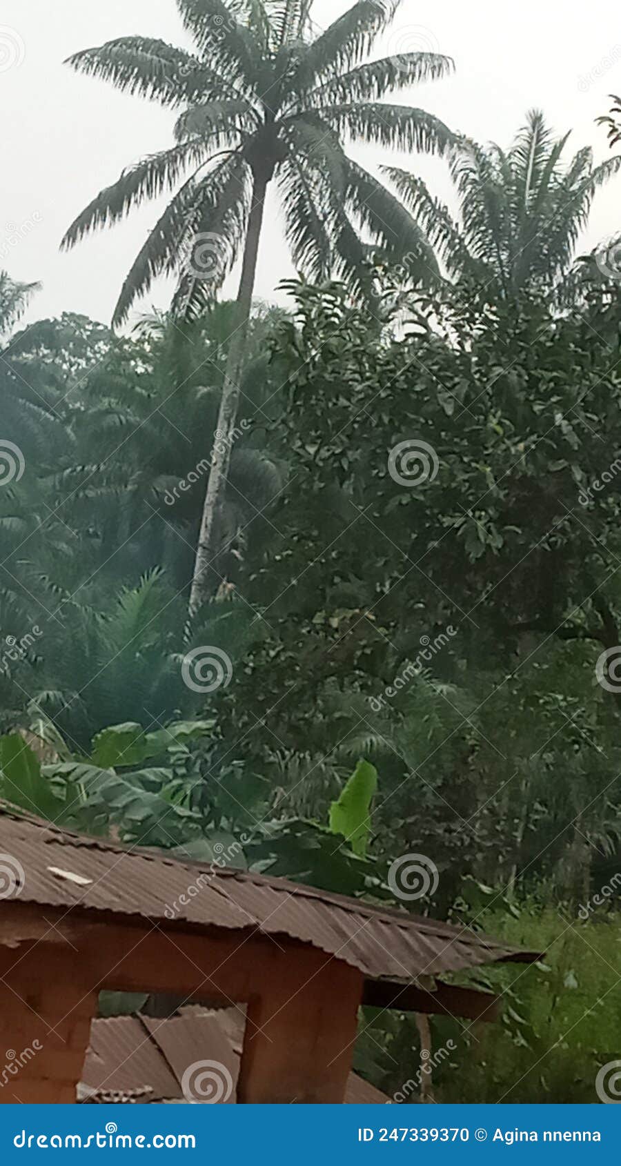 Tapping palm fruit stock photo. Image of vegetation - 247339370