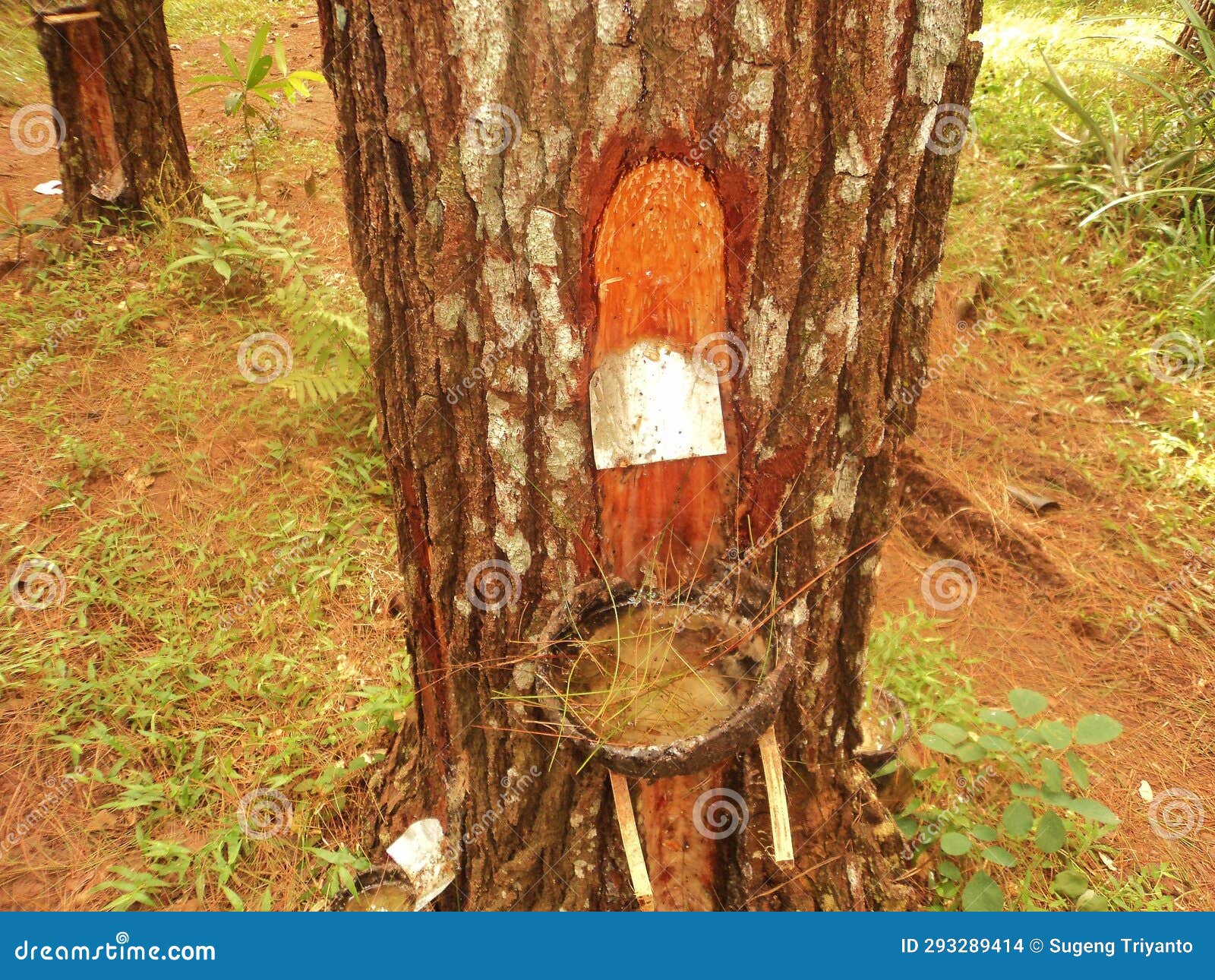 Tapping Pine Tree Sap. the Trunk of the Pine Tree is Blackish Brown and ...