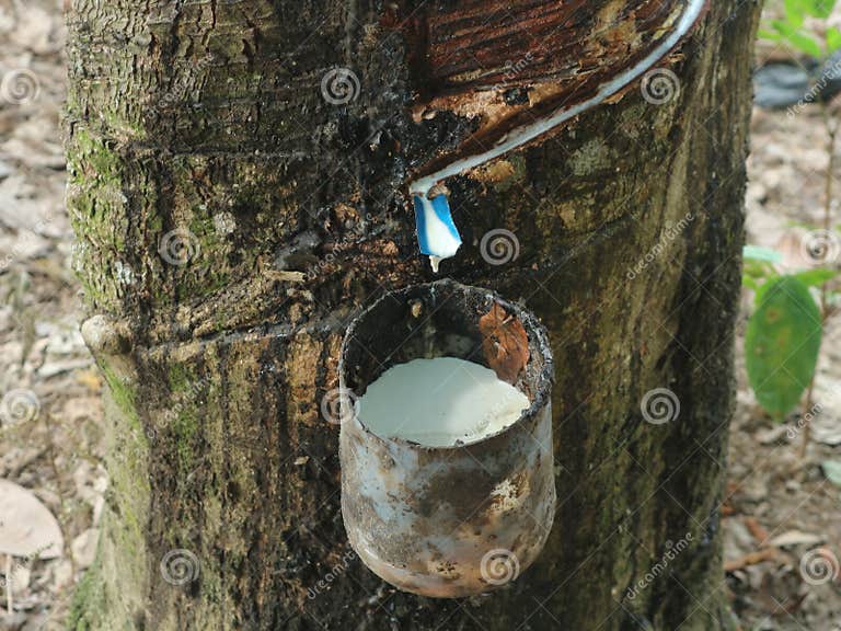 Tapping Pomegranate Sap, a White Sap from Tree Bark Stock Photo - Image ...