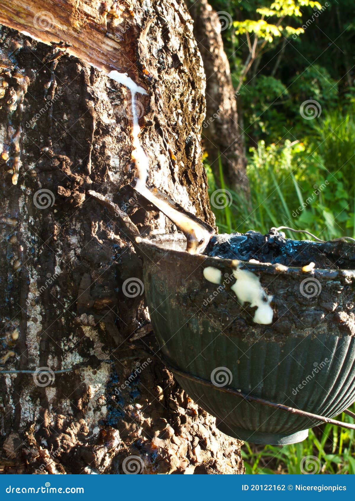 Tapping Rubber Tree Stock Photo | CartoonDealer.com #47647572