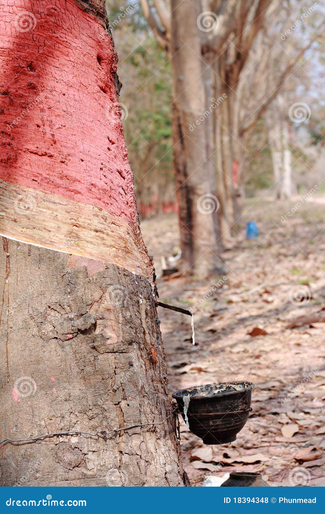 Tapping rubber latex 1 stock photo. Image of bark, drip - 18394348