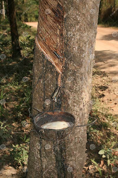 Tapping rubber tree stock photo. Image of latex, collection - 13649594